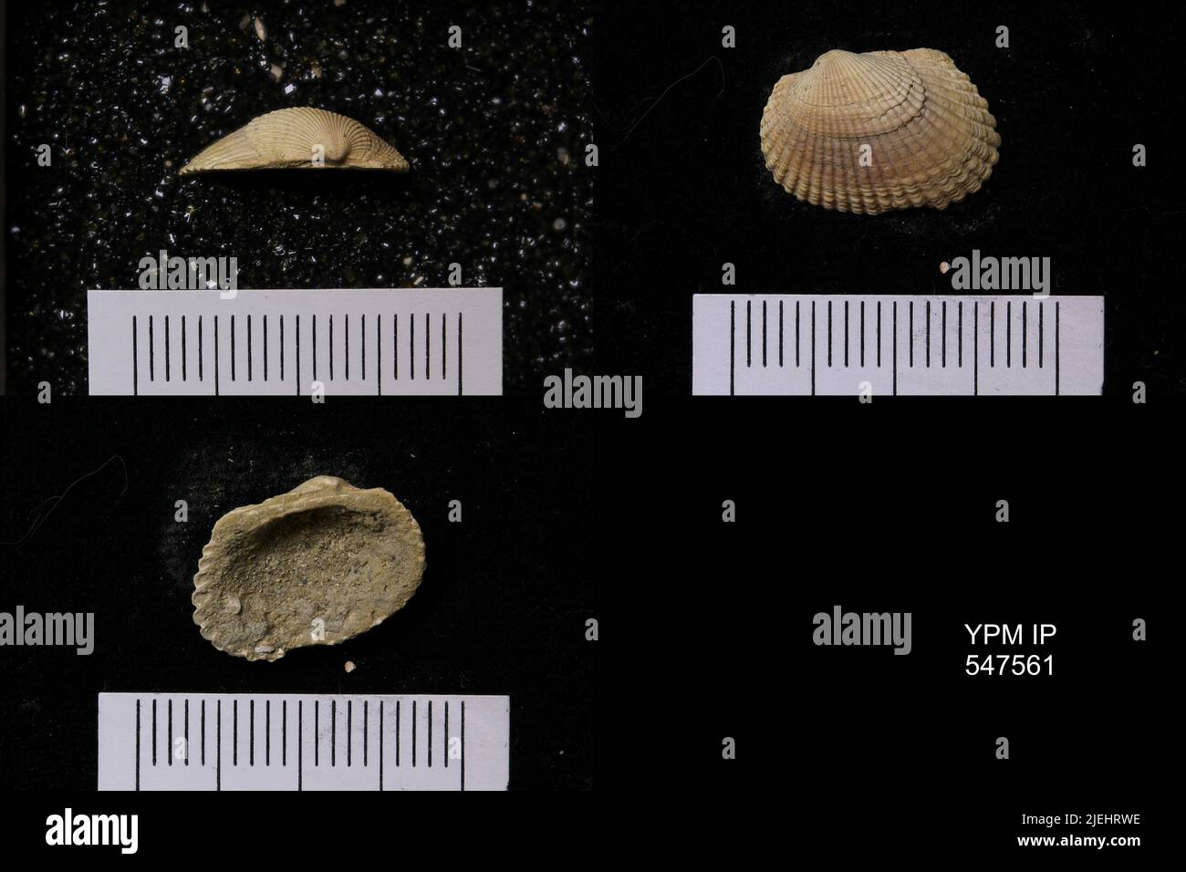 Scapharca transversa animalia hi-res stock photography and images - Alamy