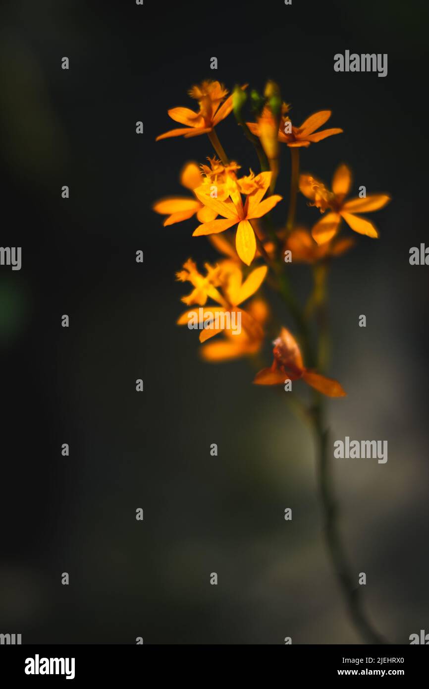 Anggrek hi-res stock photography and images - Alamy