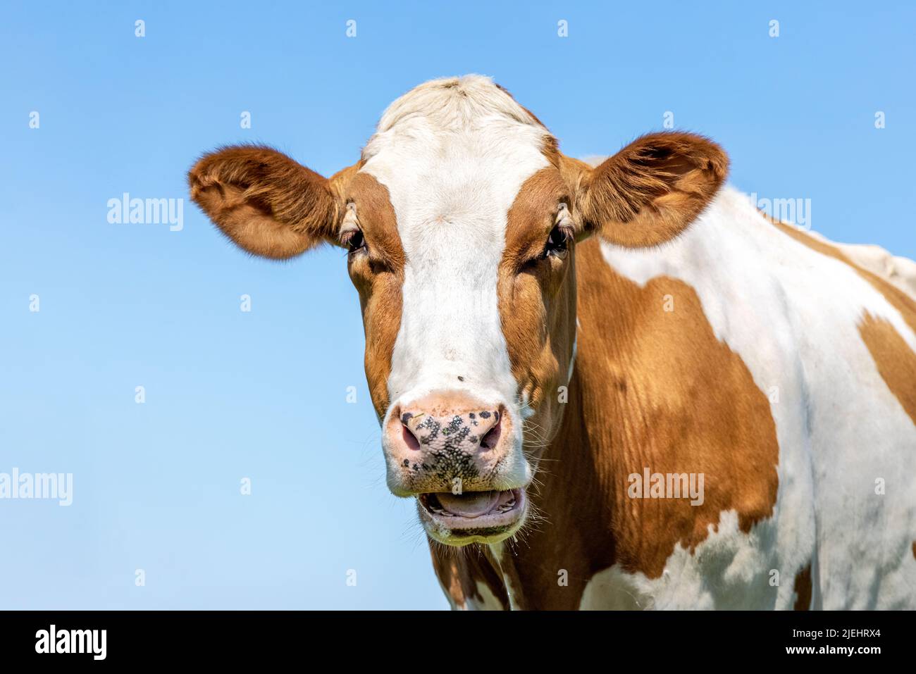 Front view of cows head face nose mouth hi-res stock photography and ...