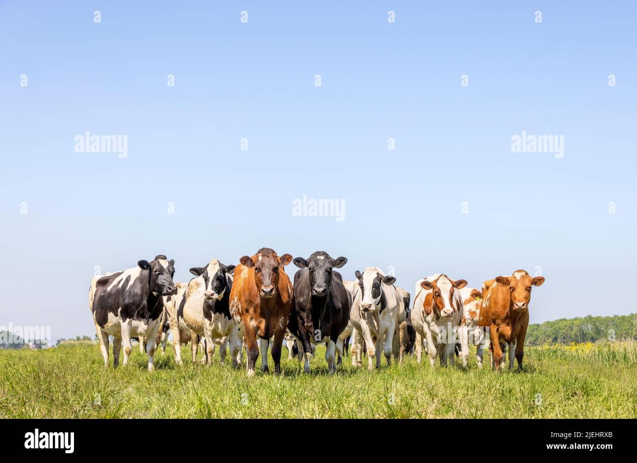 Herd of cows, a row side by side, in a green pasture, a panoramic wide ...