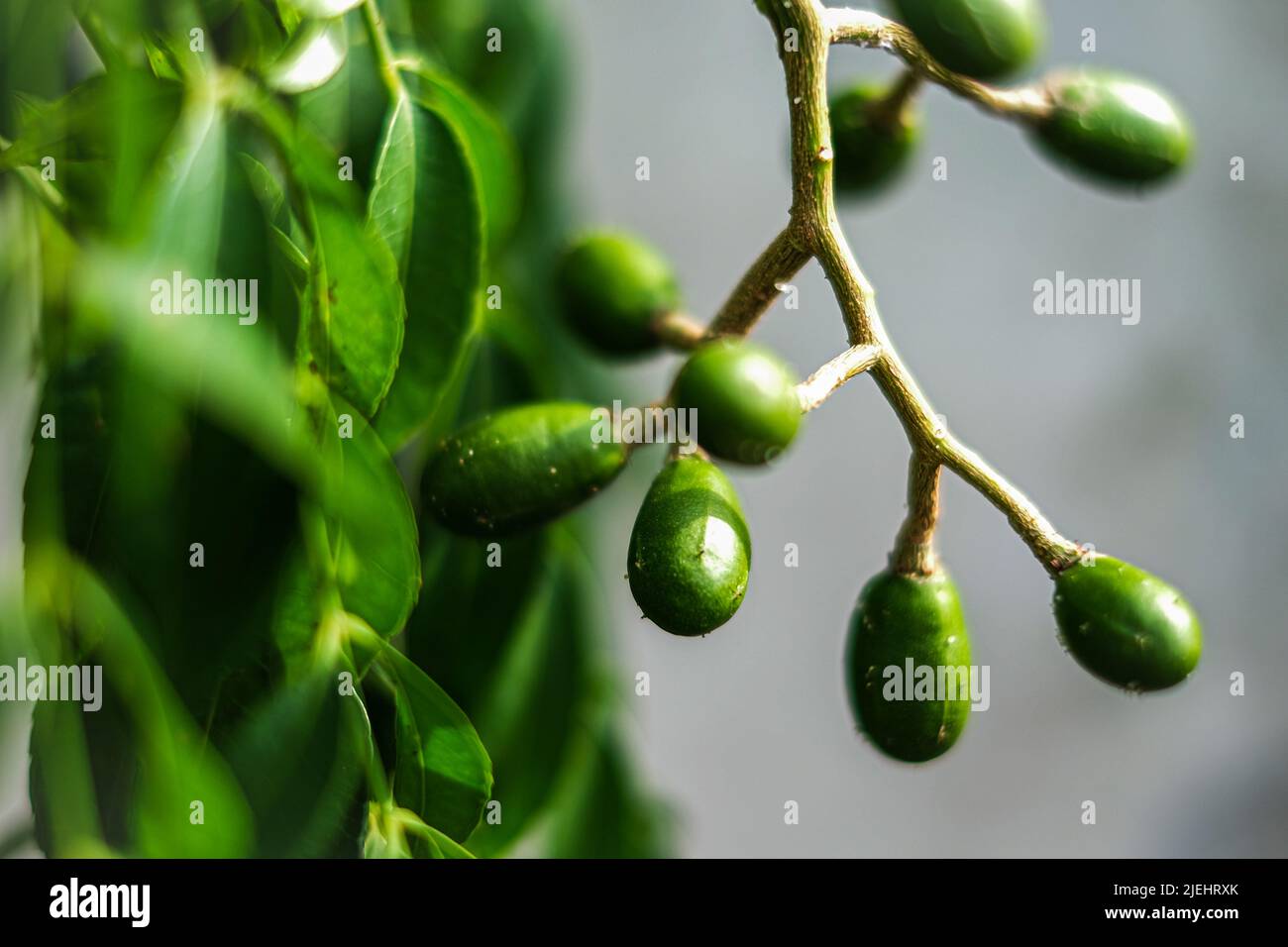 Graden plant hi-res stock photography and images - Alamy