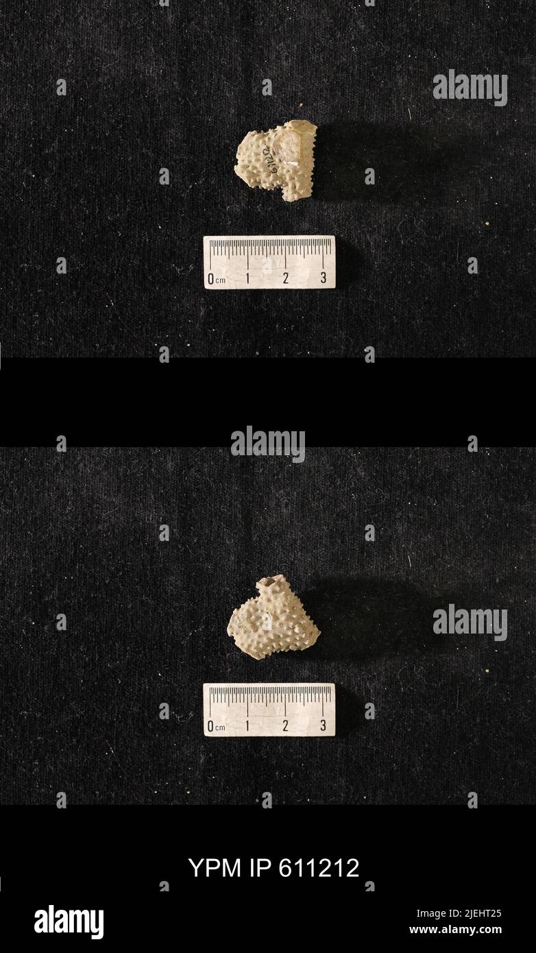 Hallopora animalia hi-res stock photography and images - Alamy