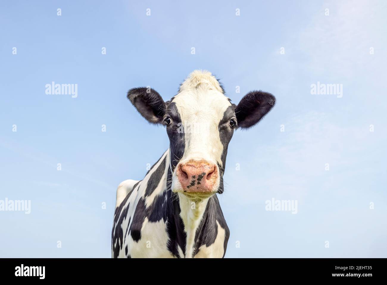 Silly cow head looking friendly, portrait of a squinting and cute ...
