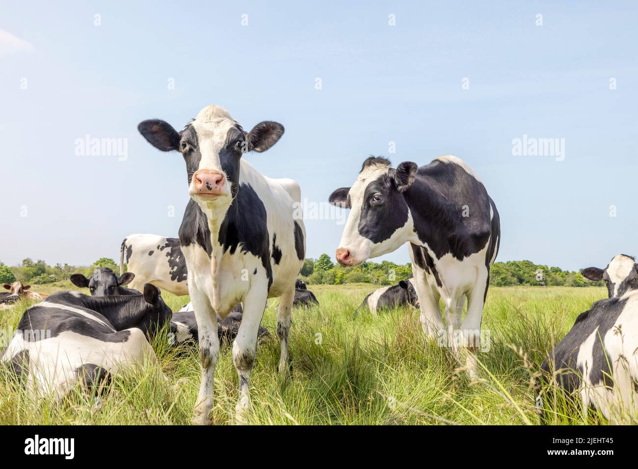 Holstein cow lying hi-res stock photography and images - Alamy