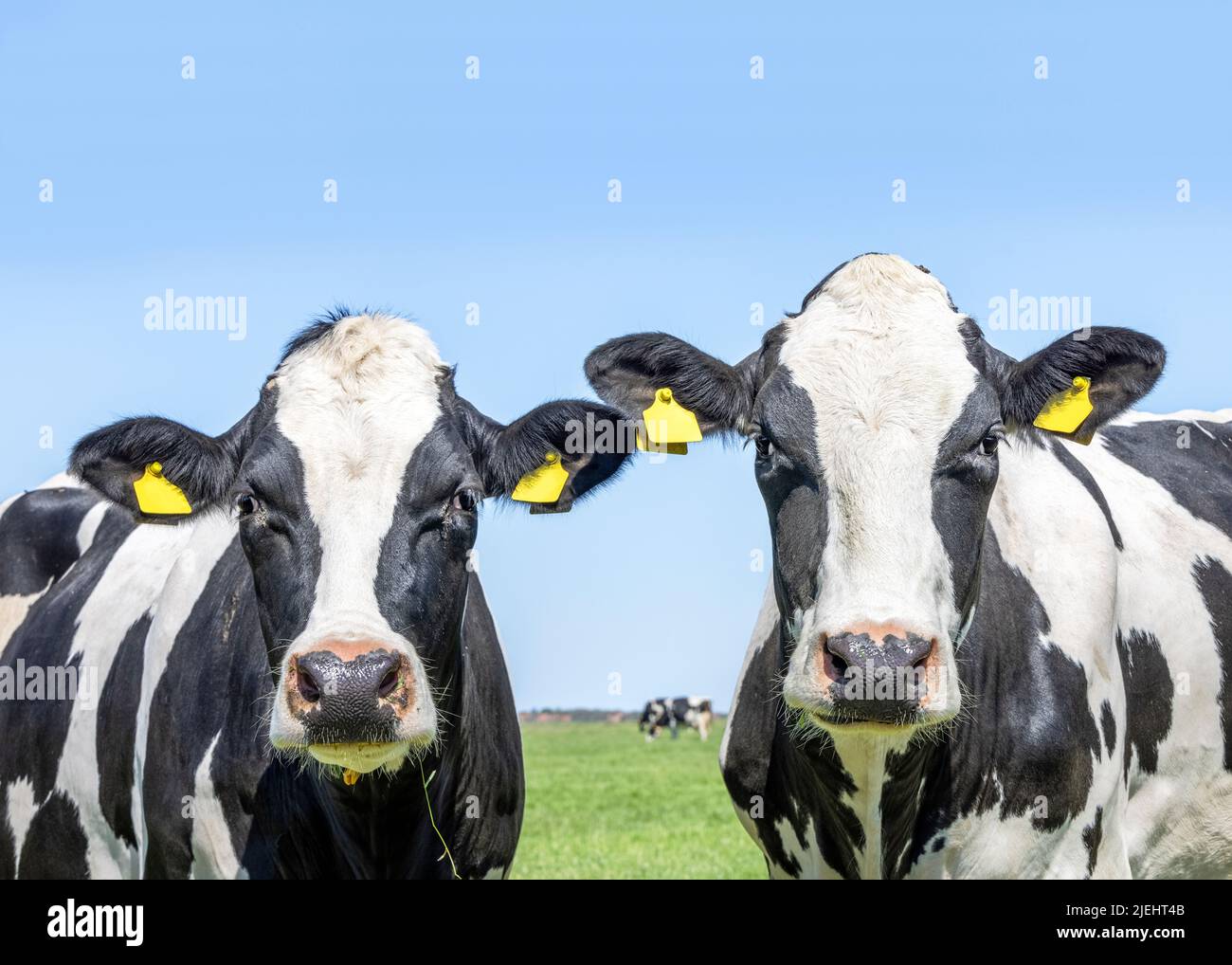 Two cows together hi-res stock photography and images - Alamy