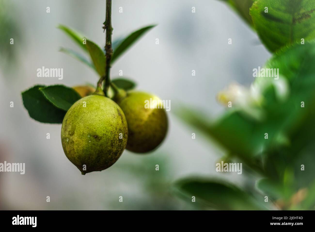 Home and graden hi-res stock photography and images - Alamy