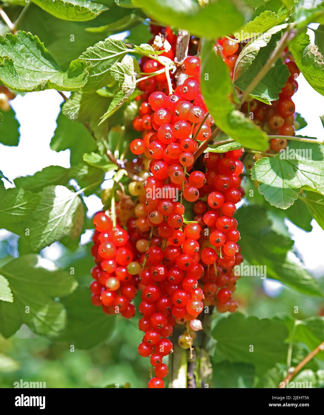 Closeup of isolated almost ripe red bunches red currants (ribes rubrum ...