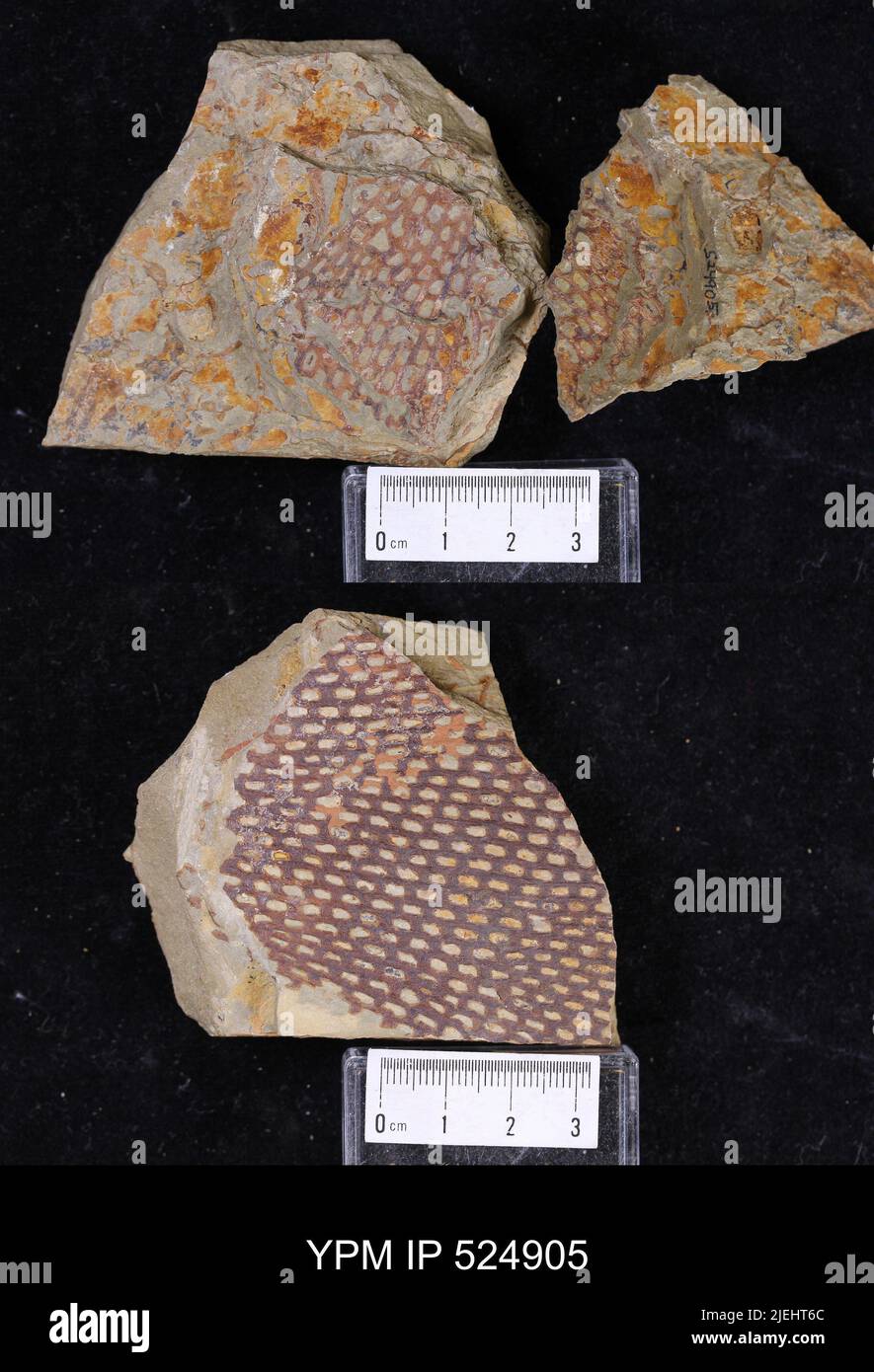 Animal vertebral column hi-res stock photography and images - Alamy