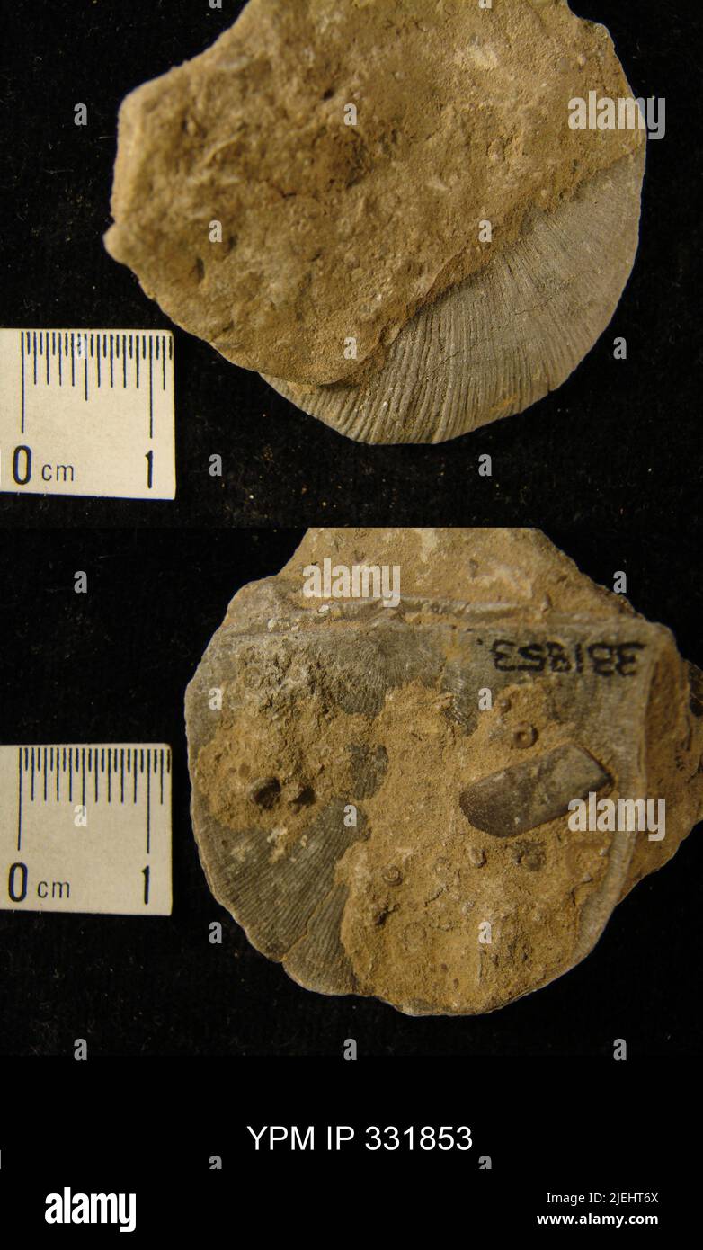 Rafinesquina hi-res stock photography and images - Alamy