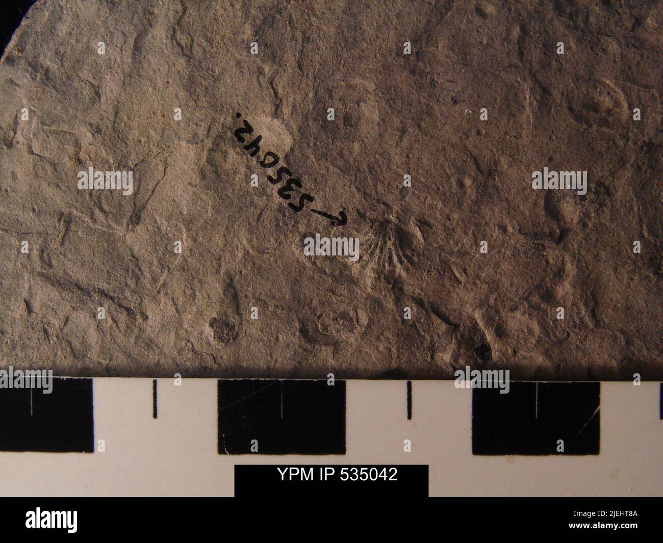Rhynchonellida hi-res stock photography and images - Alamy