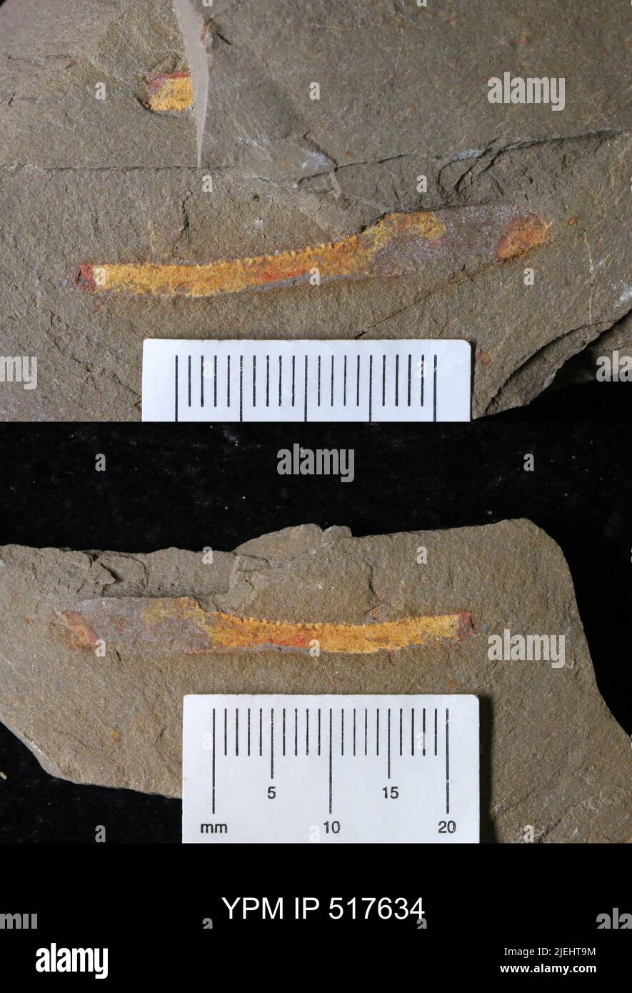 Trilobitomorpha hi-res stock photography and images - Alamy