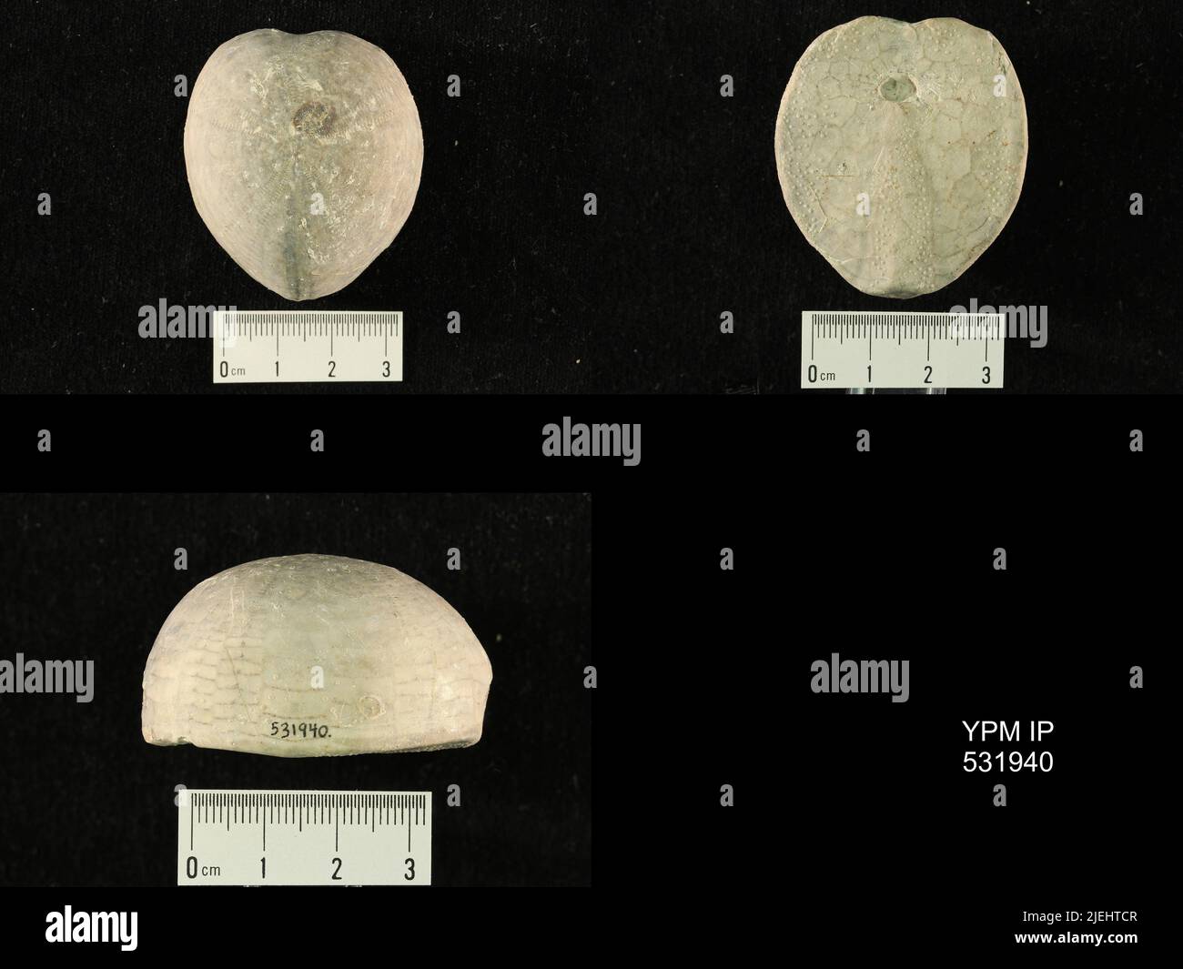 Leymerie hi-res stock photography and images - Alamy