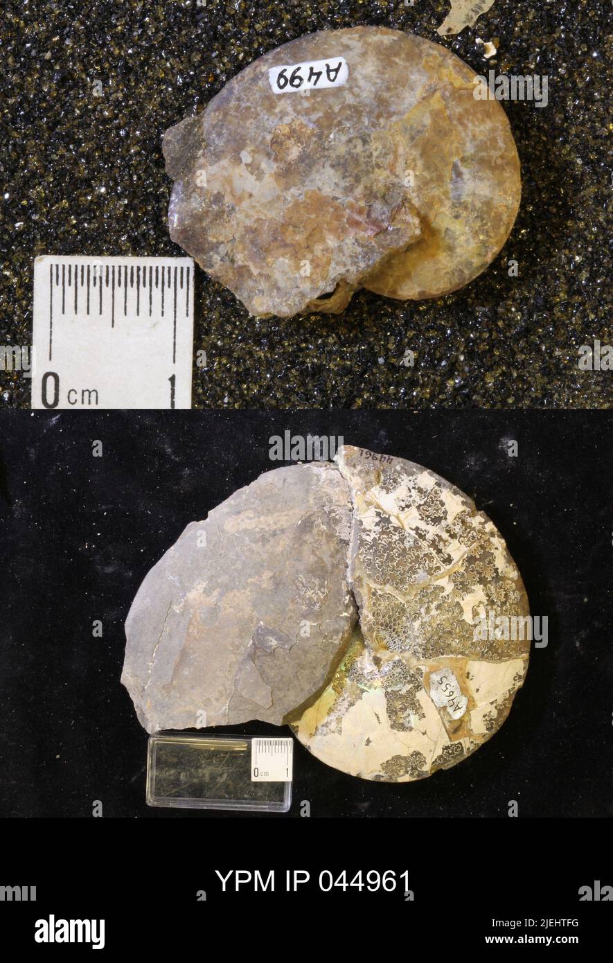 Sphenodiscus lenticularis owen animalia hi-res stock photography and ...