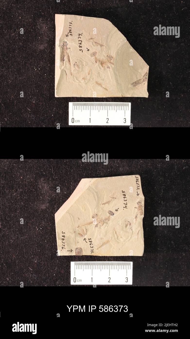 Locusts mating hi-res stock photography and images - Alamy