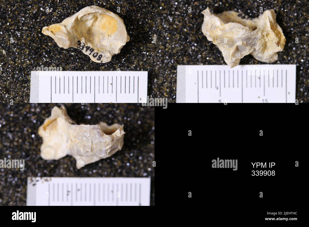 Exogyra sp animalia hi-res stock photography and images - Alamy