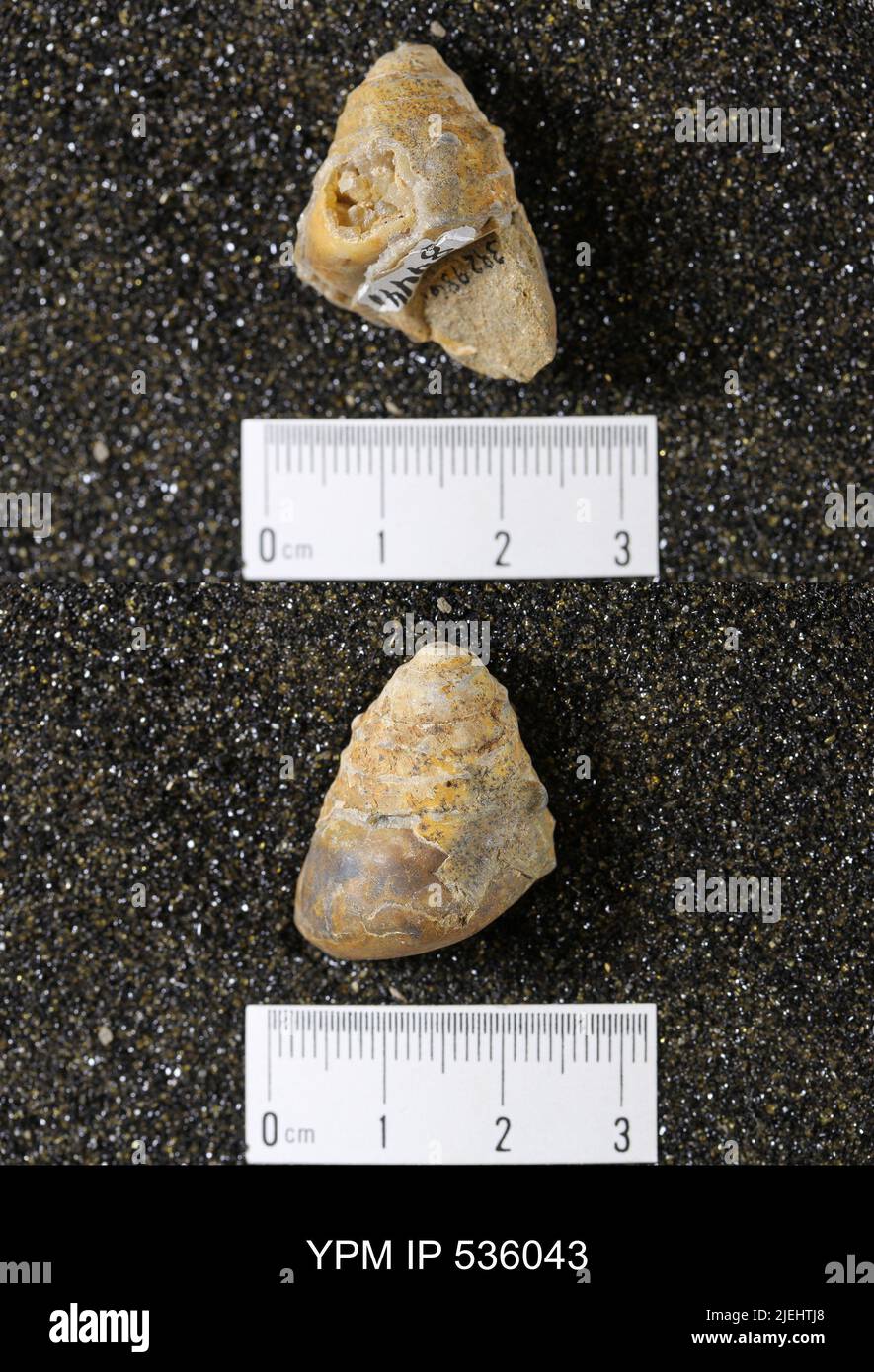 Tulotoma thompsoni white hi-res stock photography and images - Alamy