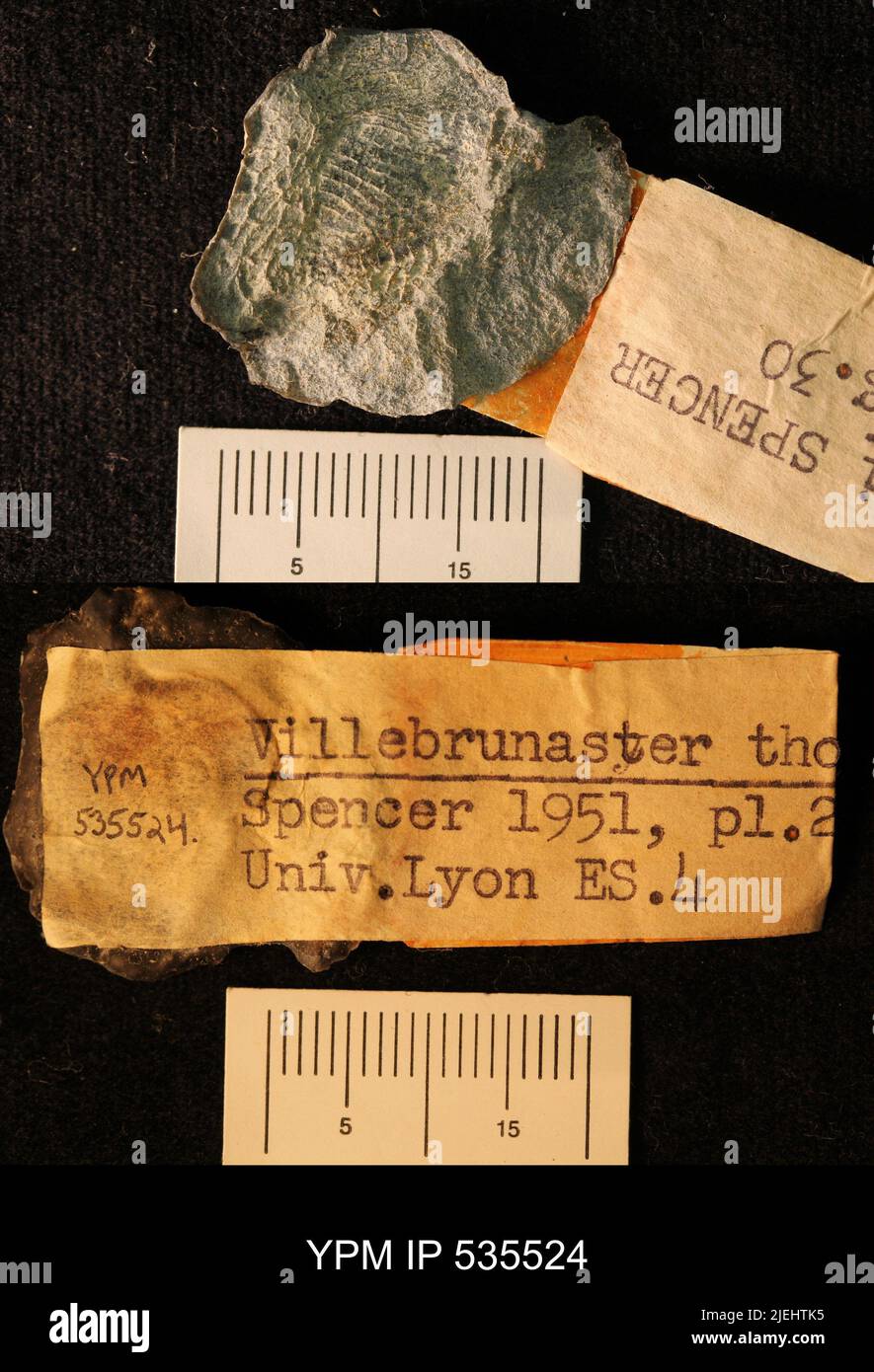 Villebrunaster thorali spencer hi-res stock photography and images - Alamy