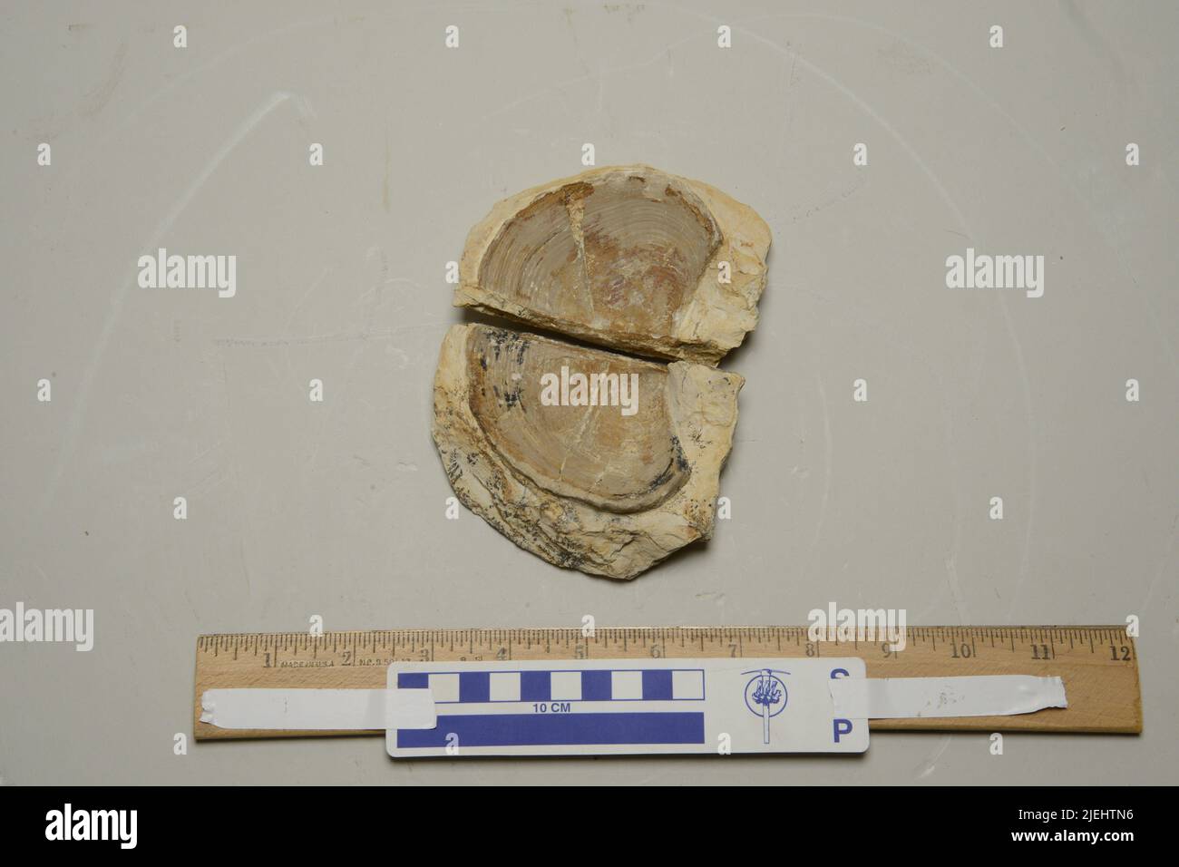 Aspidoceras latum (Oppel Stock Photo - Alamy