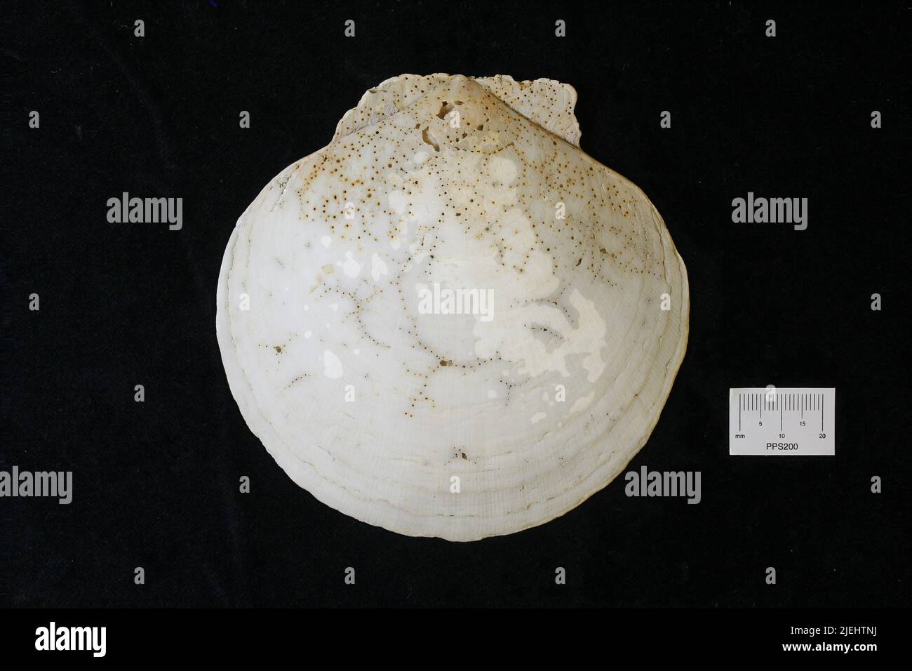 Entobia isp hi-res stock photography and images - Alamy