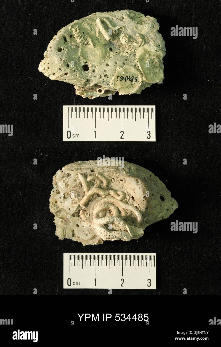 Serpula sp animalia hi-res stock photography and images - Alamy