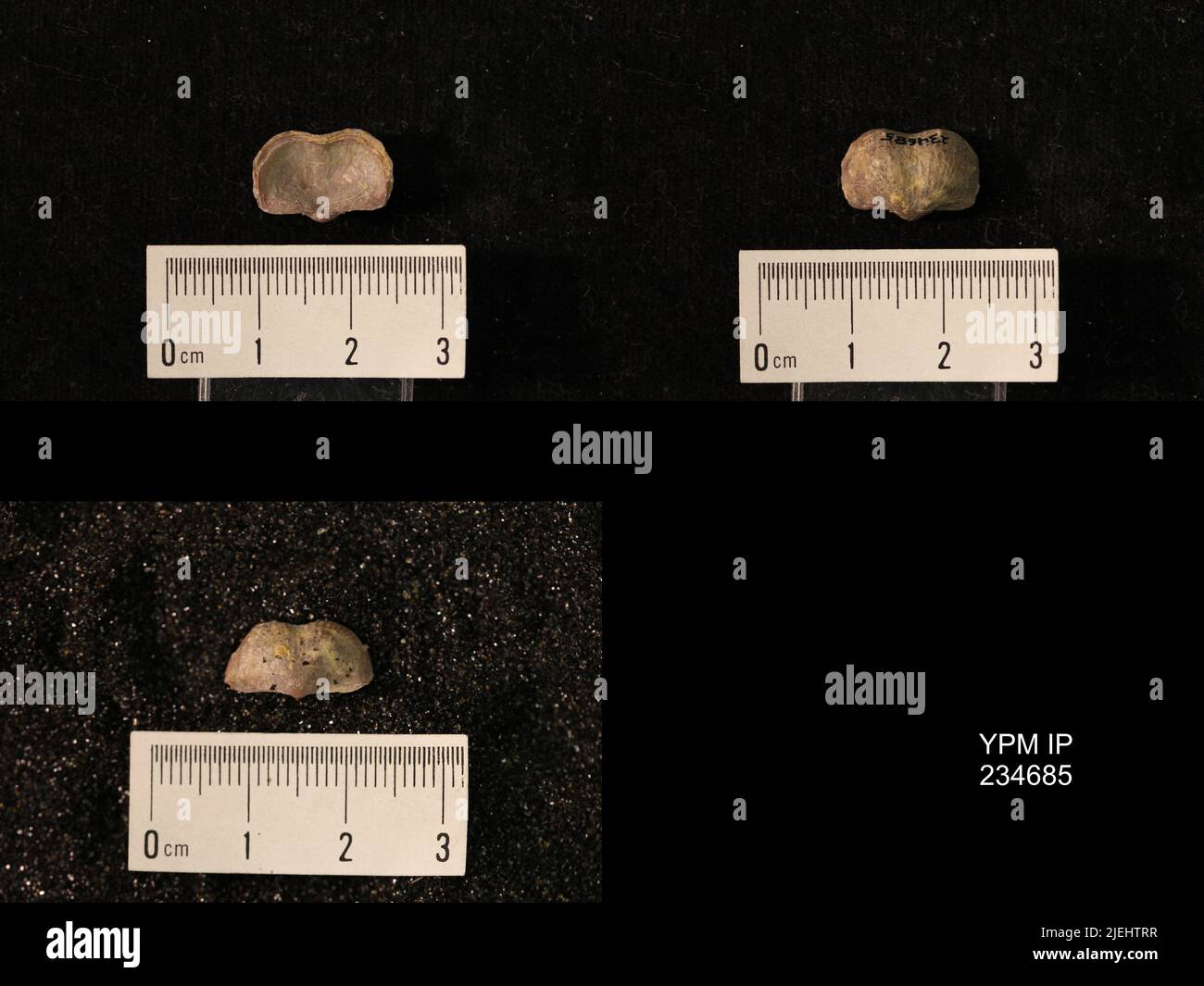 Marginifera splendens Norwood & Pratten Stock Photo - Alamy