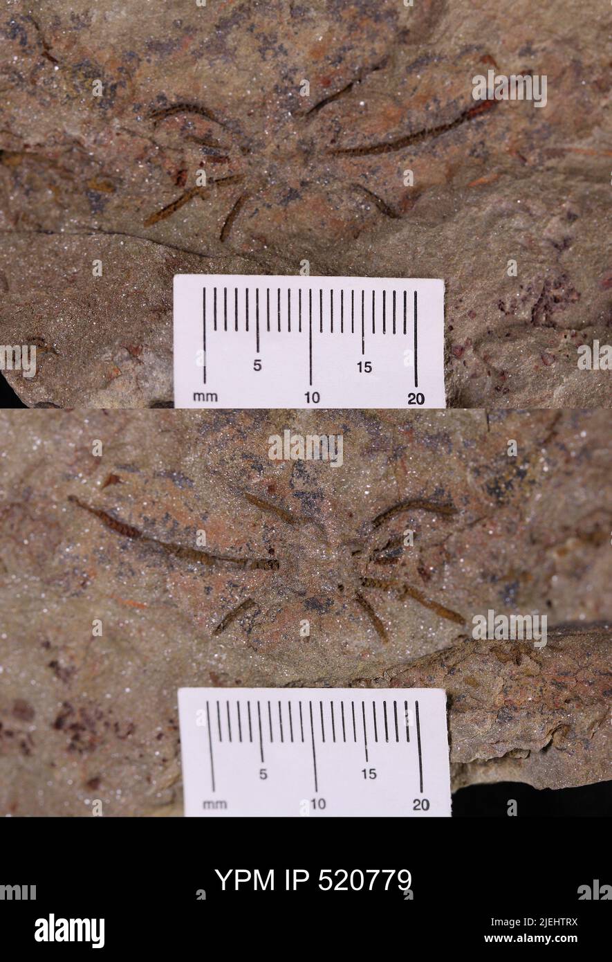 Eocrinoid hi-res stock photography and images - Alamy