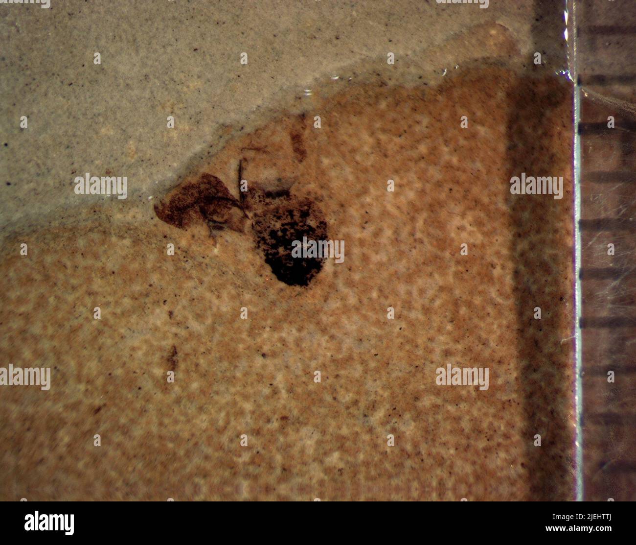Coleoptera identification hi-res stock photography and images - Alamy