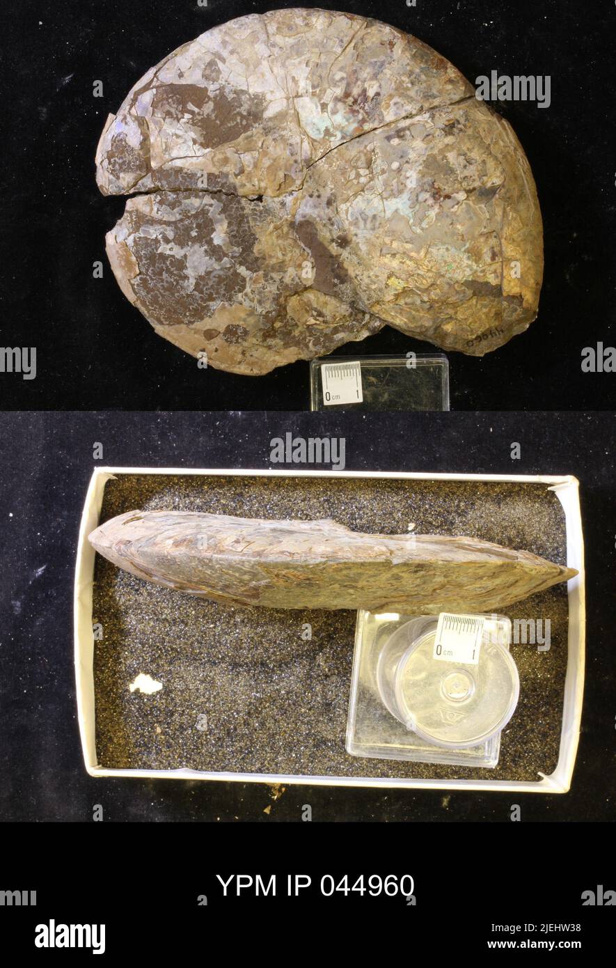 Sphenodiscus lenticularis (Owen Stock Photo - Alamy