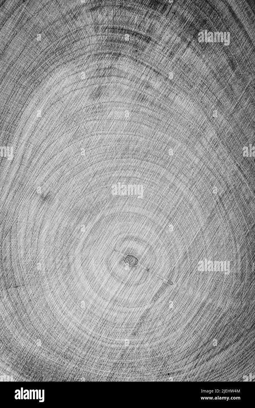 Tree trunk cross section with annual rings, wooden background Stock ...