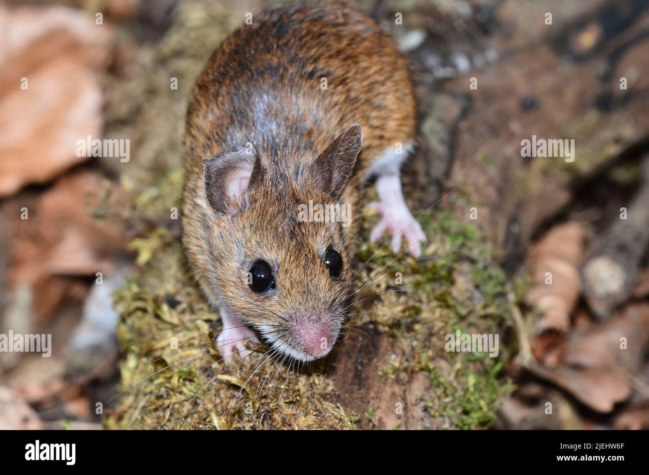 adult wood mouse foraging in leaf litter Stock Photo - Alamy