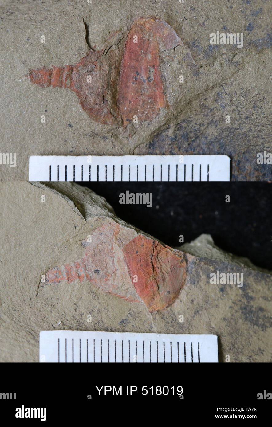 Xiphosurida hi-res stock photography and images - Alamy