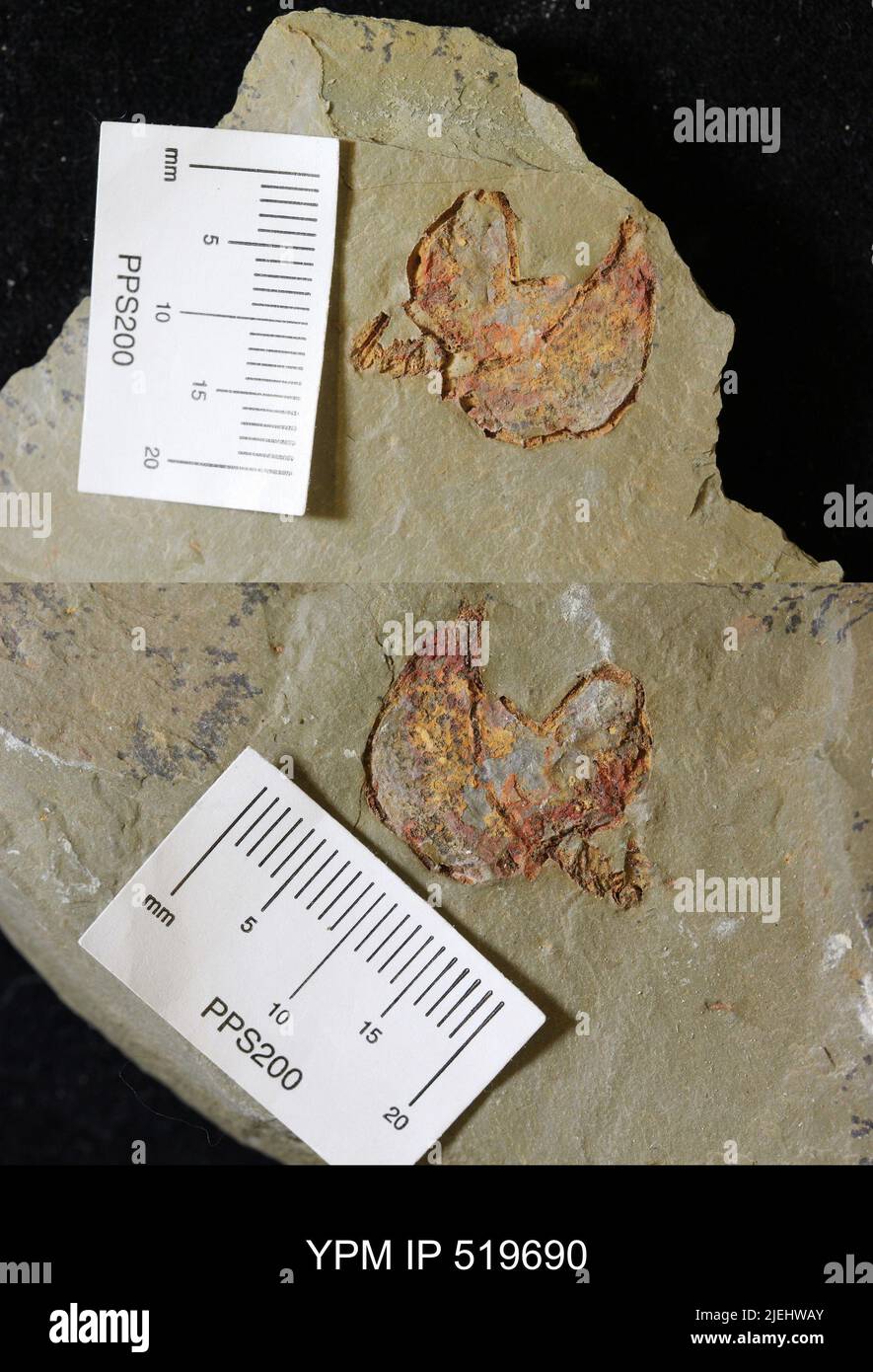 Genus cornuta hi-res stock photography and images - Alamy