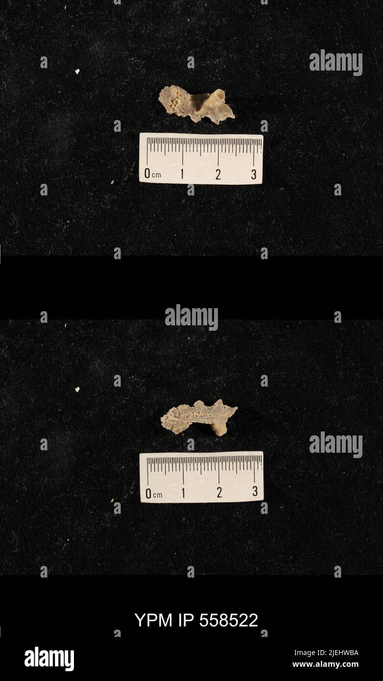Cladopora hi-res stock photography and images - Alamy