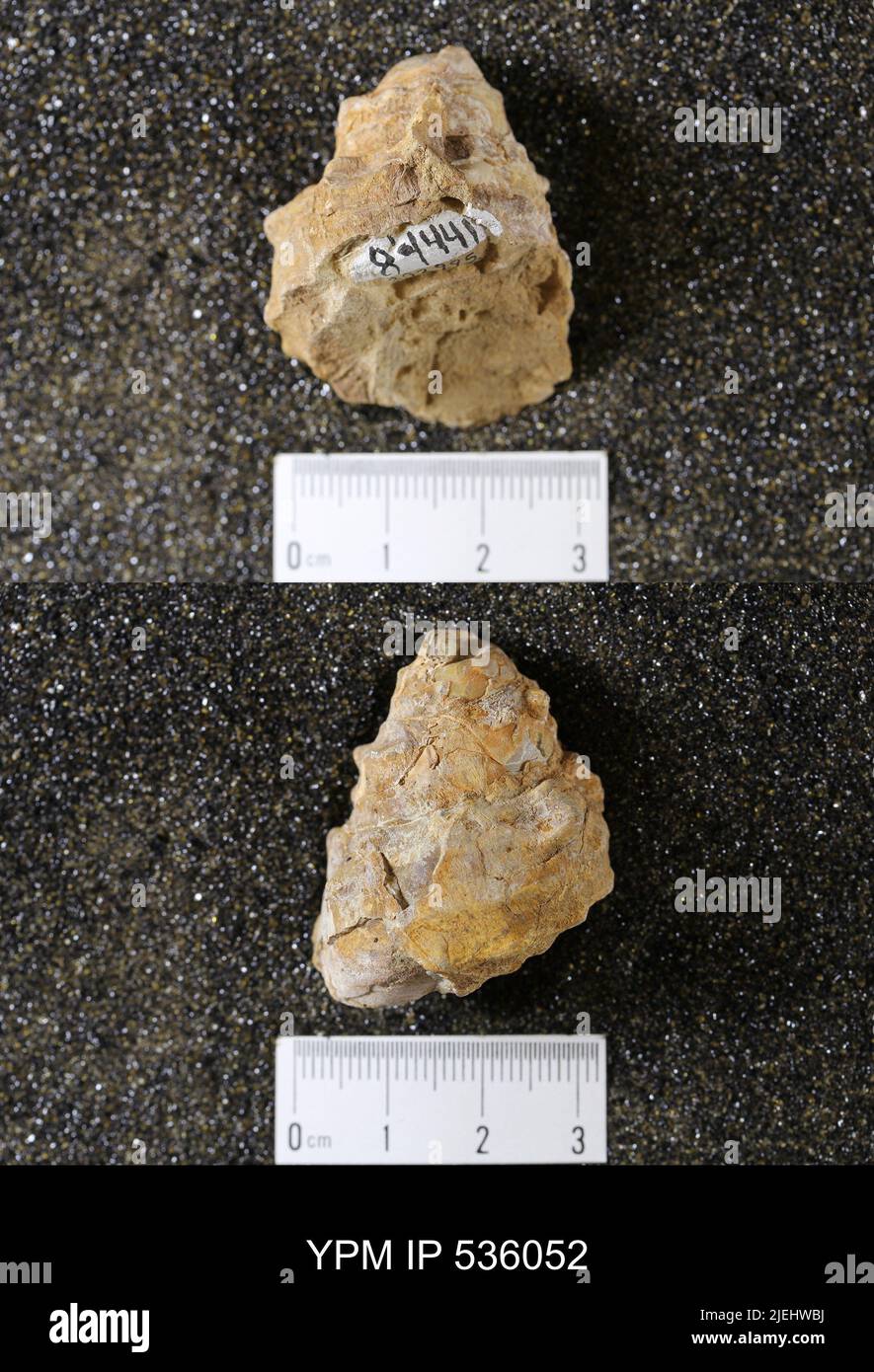 1876 animalia hi-res stock photography and images - Alamy