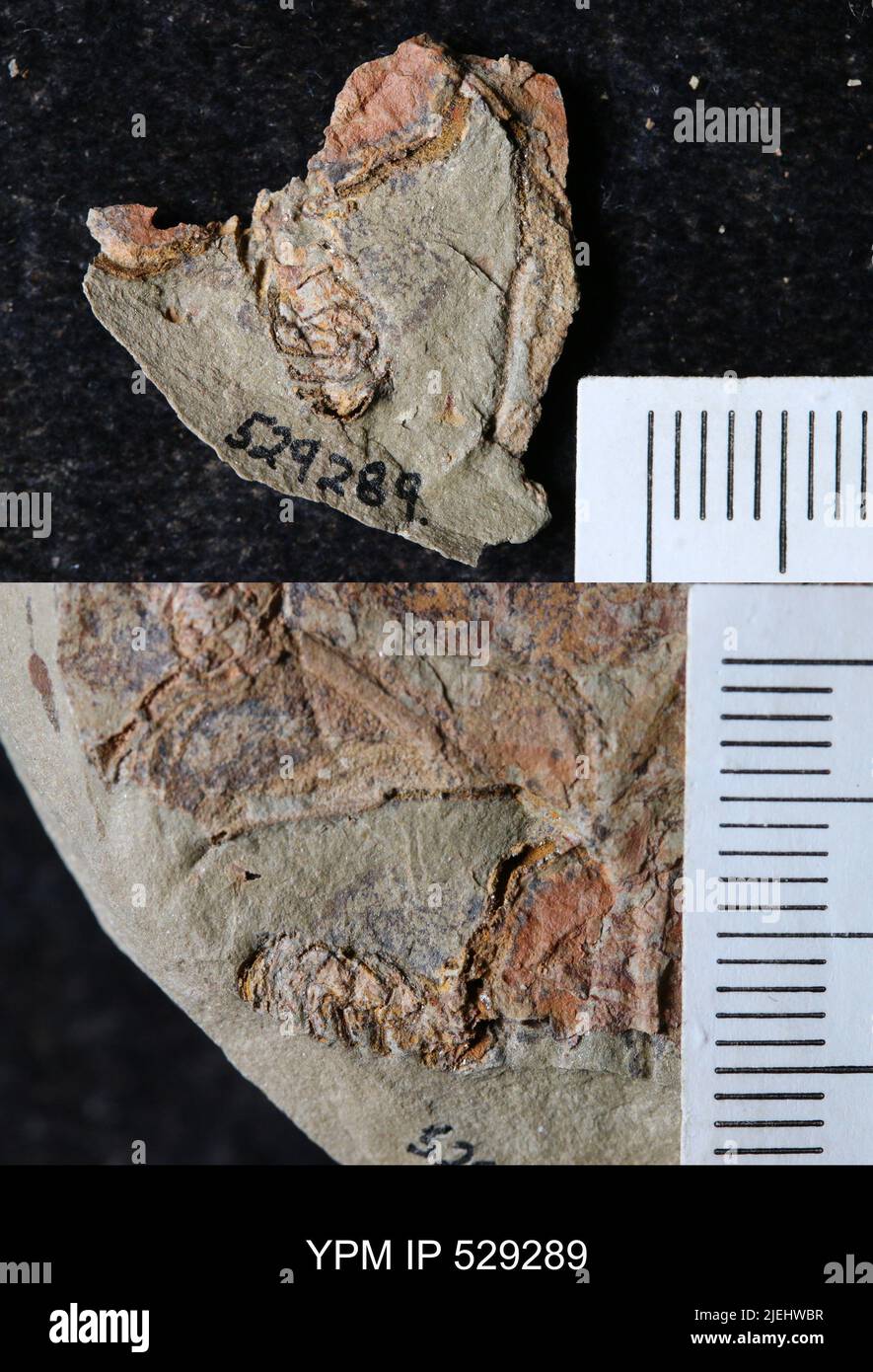 Homalozoa echinoderm hi-res stock photography and images - Alamy