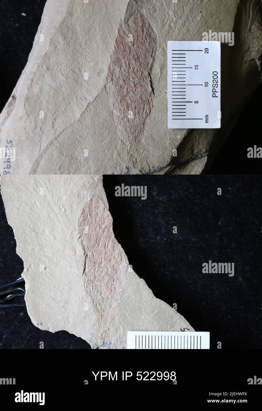 Dendroidea hi-res stock photography and images - Alamy