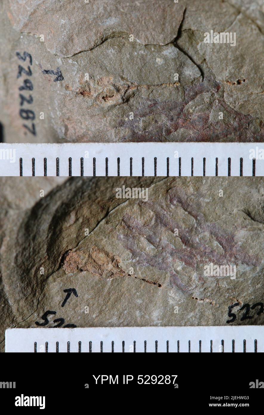 Eocrinoid hi-res stock photography and images - Alamy