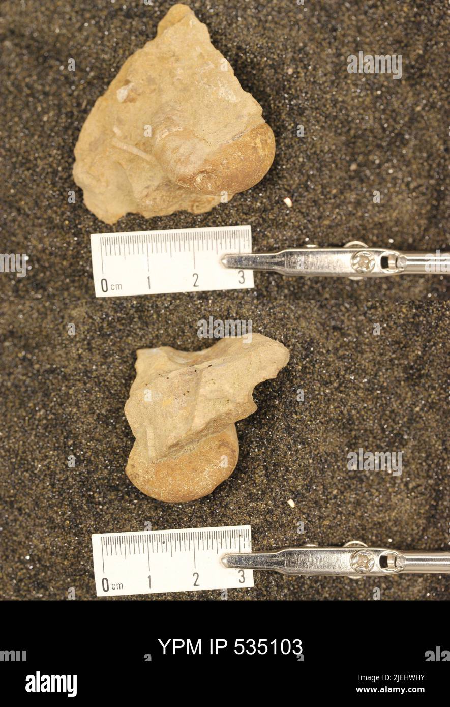 Scaphites cf. aquilaensis Reeside, 1927 Stock Photo - Alamy