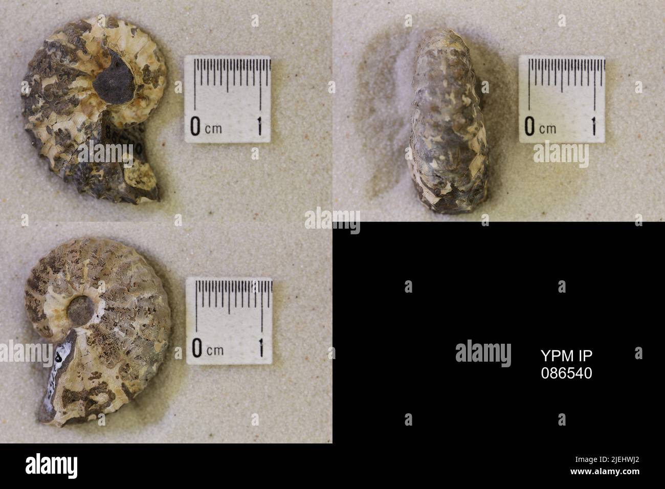 Scaphitidae animalia hi-res stock photography and images - Alamy