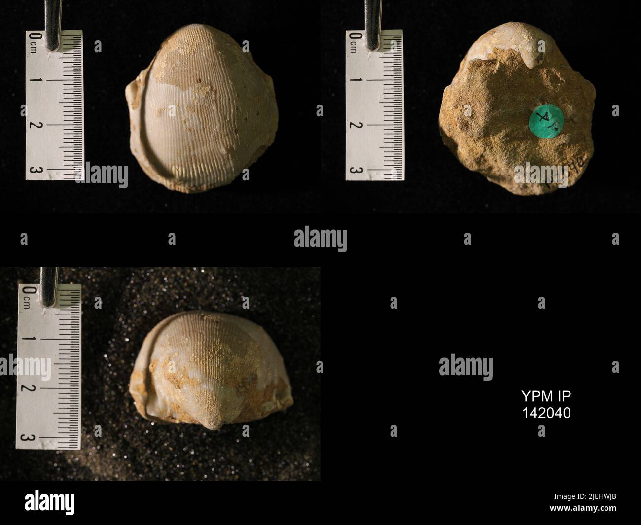 Productus (Linoproductus) lineatus Stock Photo - Alamy