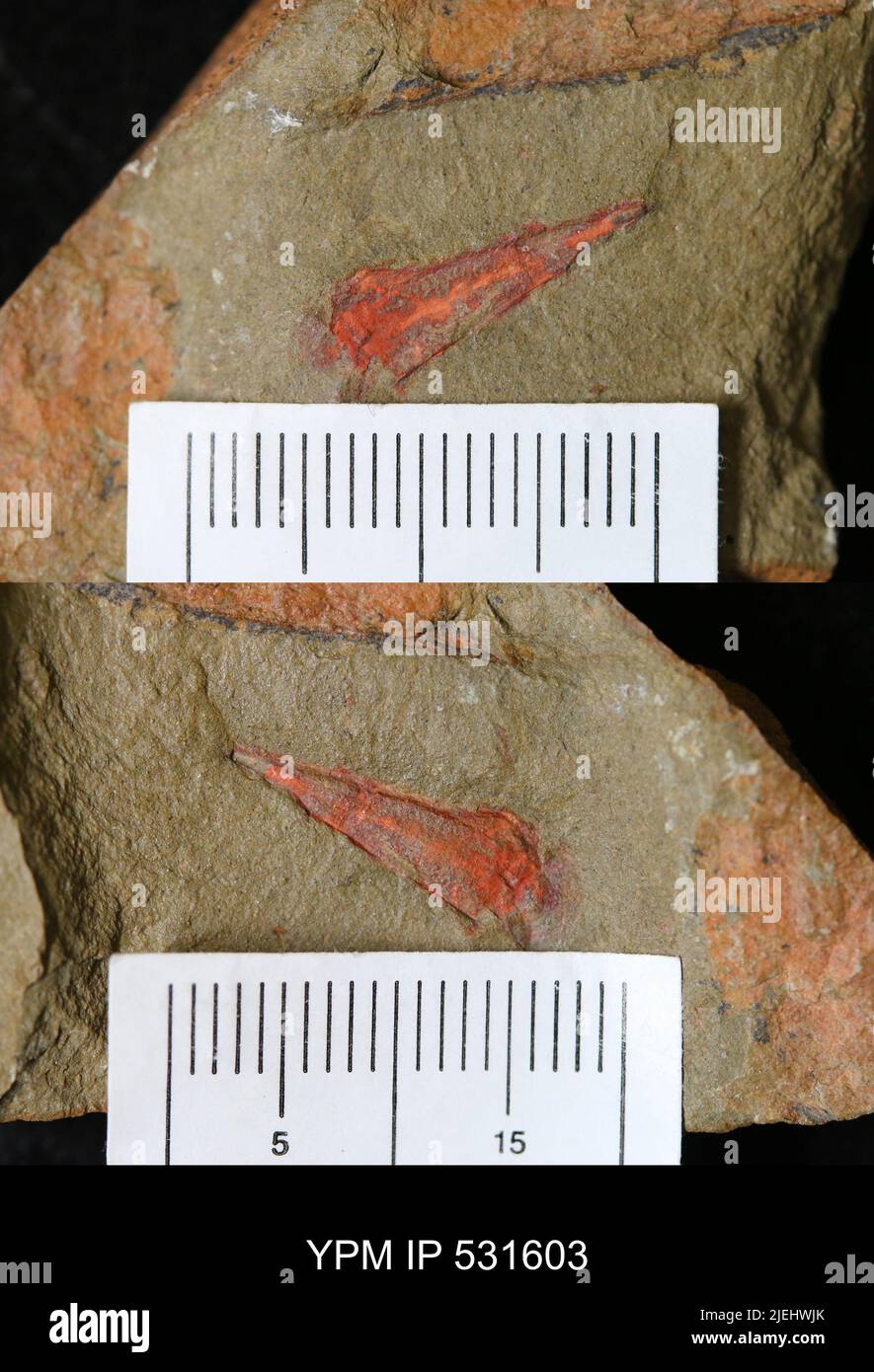 Hyolith hi-res stock photography and images - Alamy