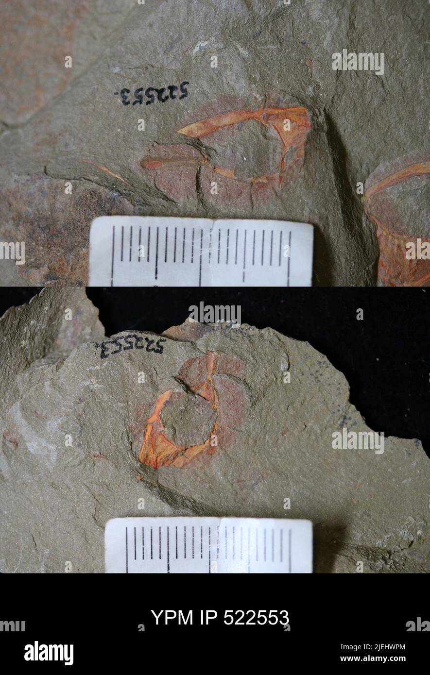 Cothurnocystis hi-res stock photography and images - Alamy