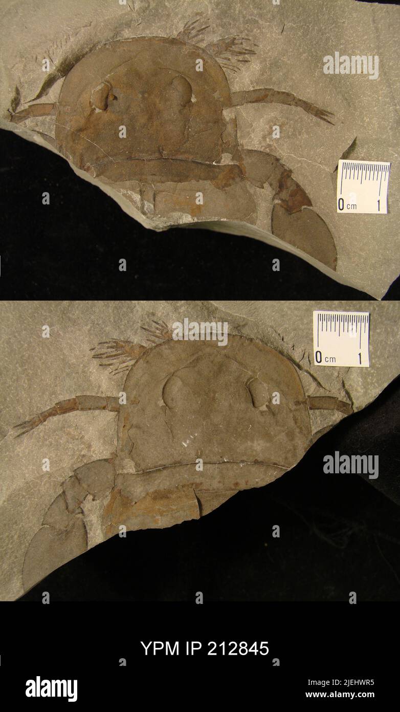 Eurypterus remipes lacustris Harlan Stock Photo - Alamy