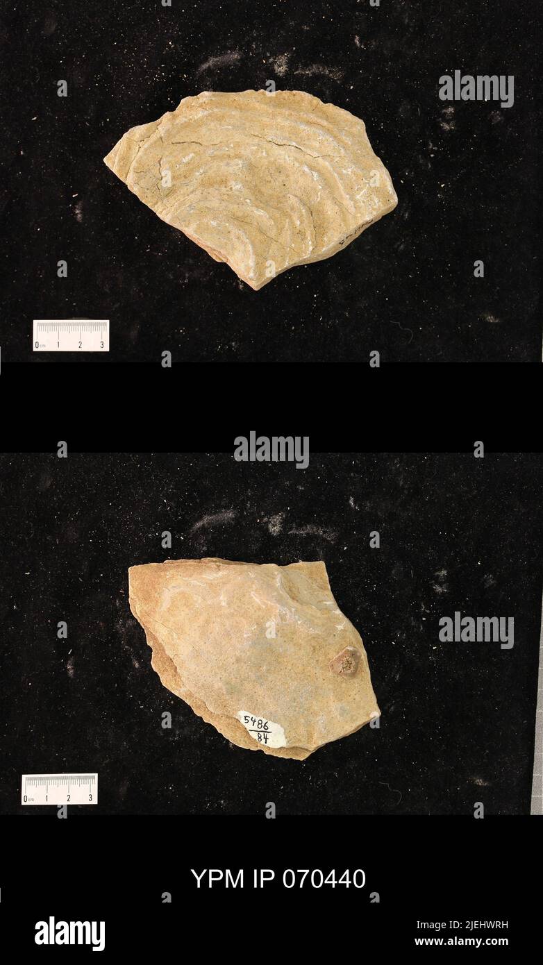 Heliolites nucella Foerste Stock Photo - Alamy