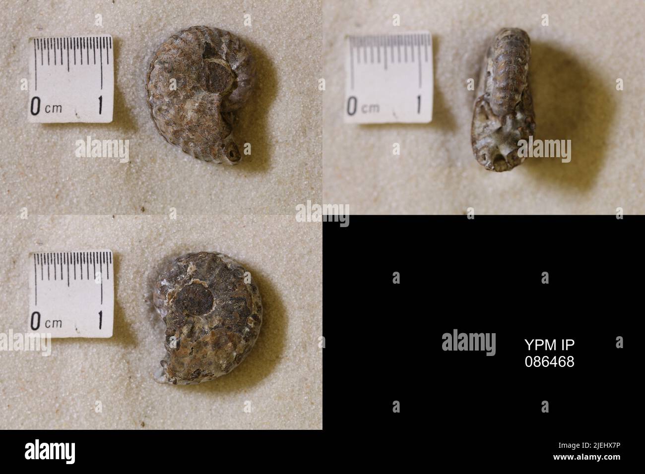 Scaphitidae animalia hi-res stock photography and images - Alamy