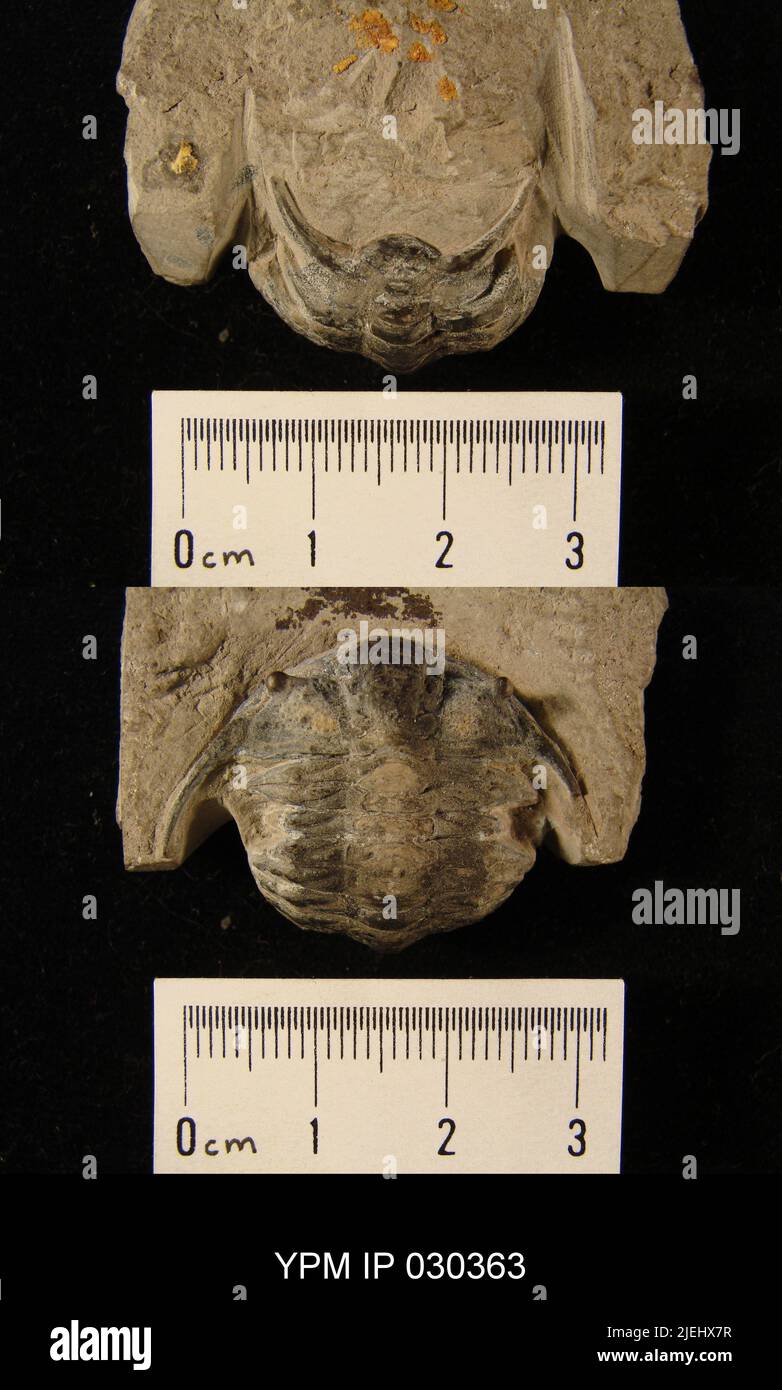 1832 animalia hi-res stock photography and images - Alamy