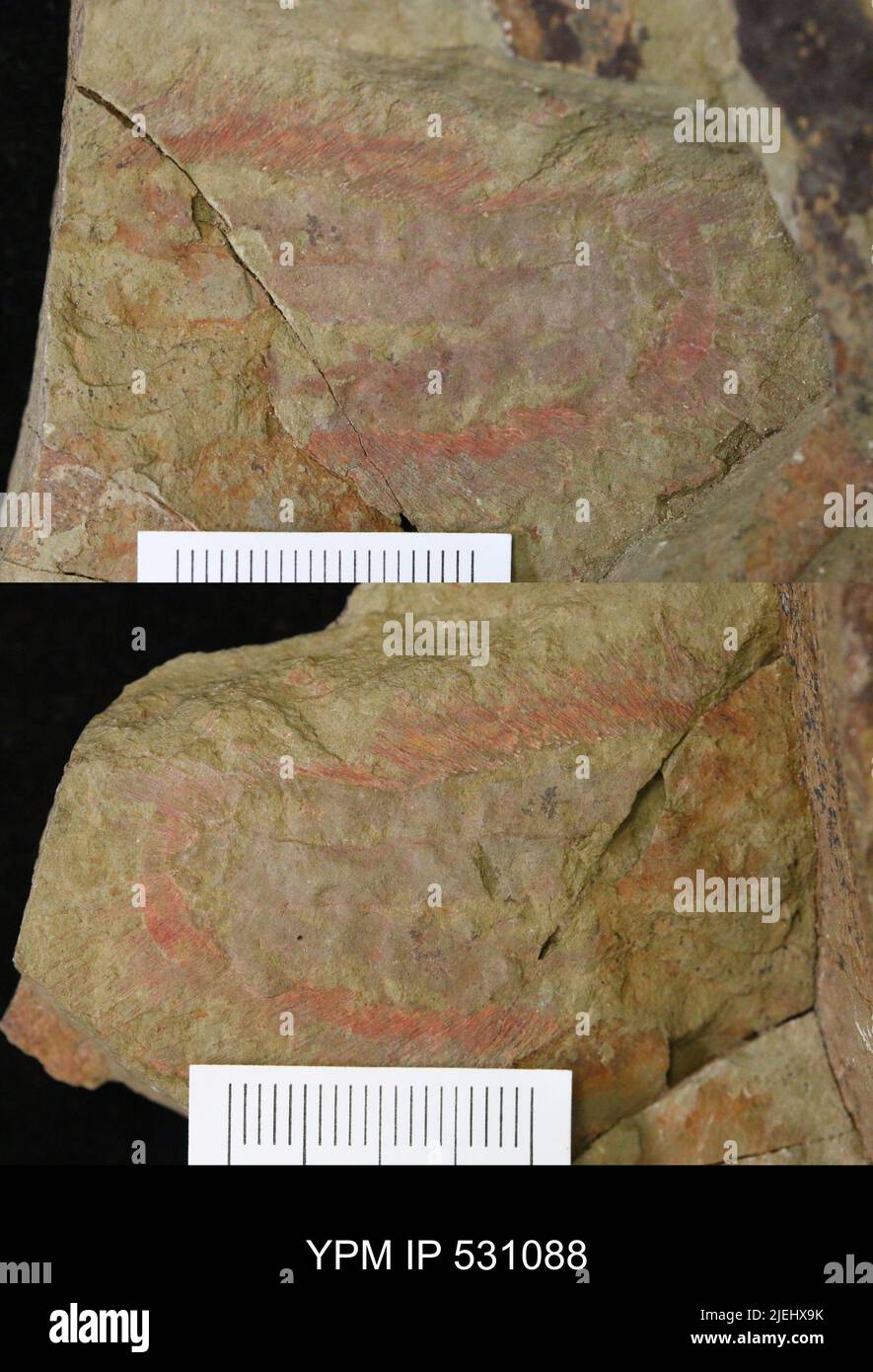 Pirania sp animalia hi-res stock photography and images - Alamy