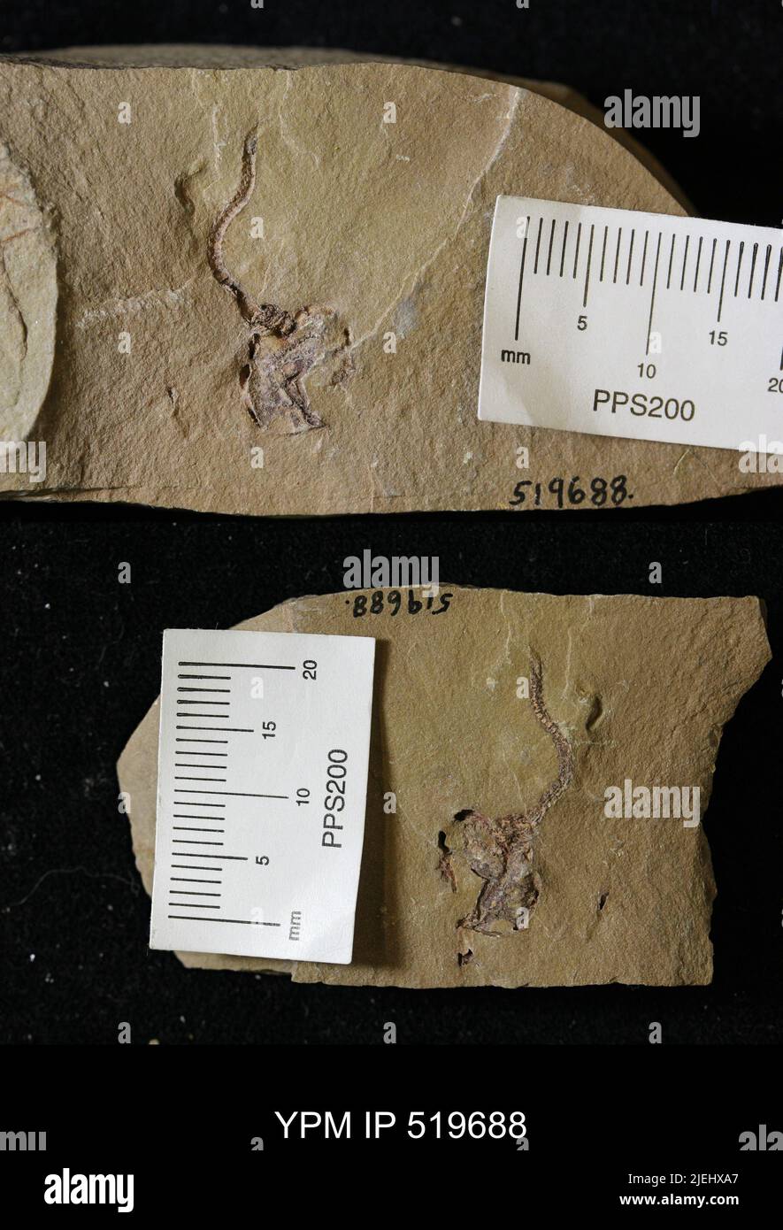 Genus cornuta hi-res stock photography and images - Alamy