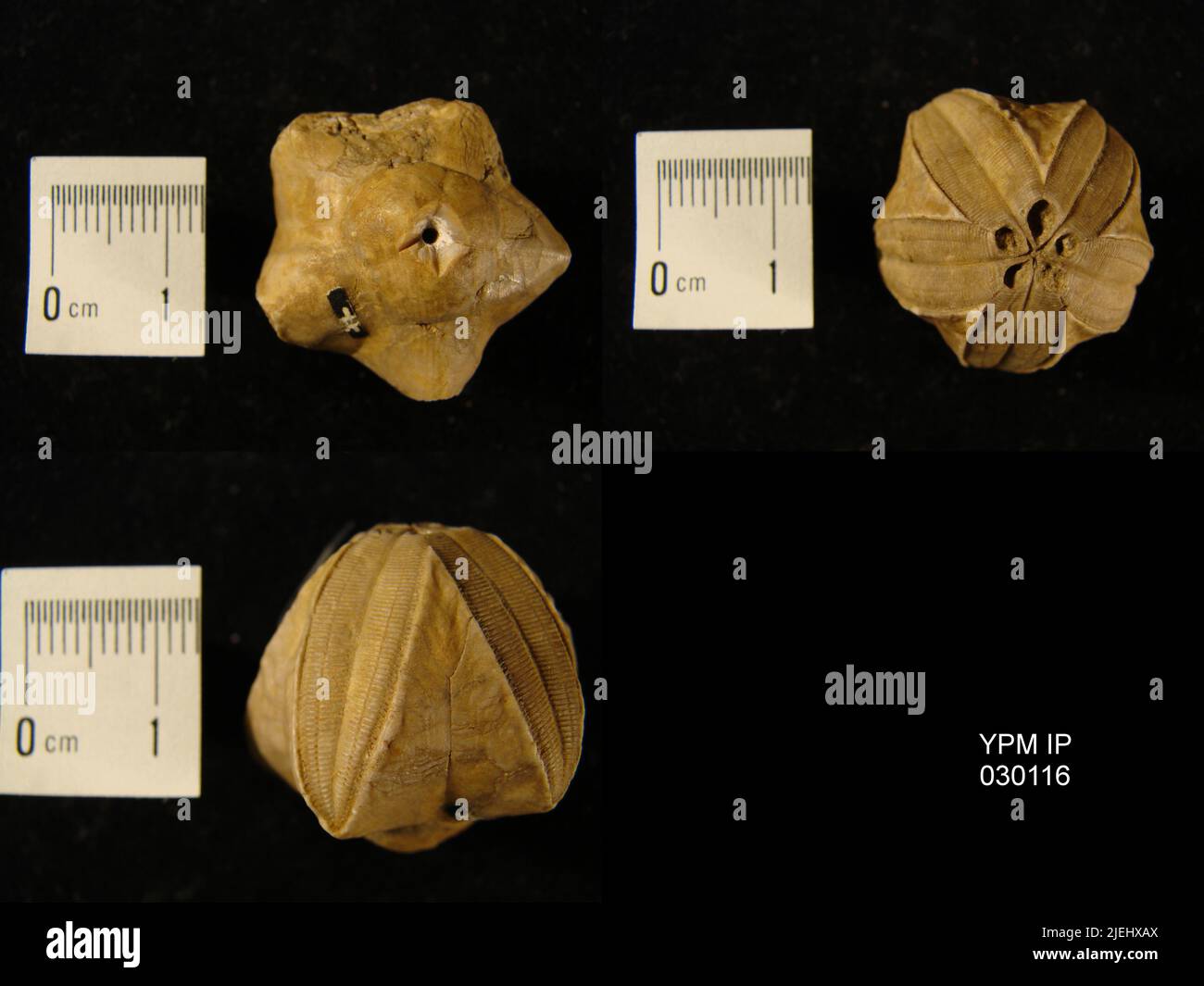 Pentremites hi-res stock photography and images - Alamy