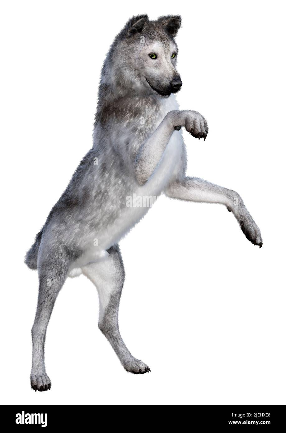 3D rendering of a wild gray wolf isolated on white background Stock ...